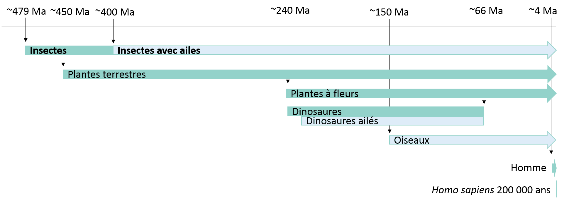 La définition d'un insecte : qu'est-ce qu'un insecte ? - Fourmidables