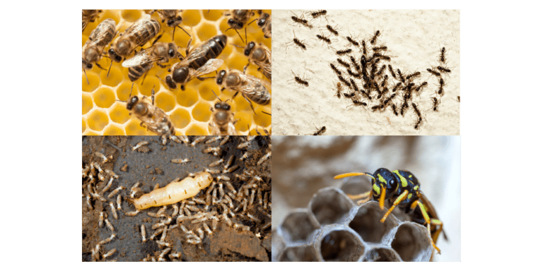 Les insectes et le temps : durée de vie et gestion du temps - Fourmidables