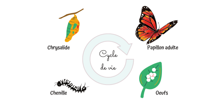 Les insectes et le temps : durée de vie et gestion du temps - Fourmidables