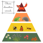 Les rôles des insectes dans la nature #3 La chaine alimentaire ...