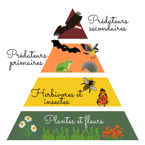 Les rôles des insectes dans la nature #3 La chaine alimentaire ...